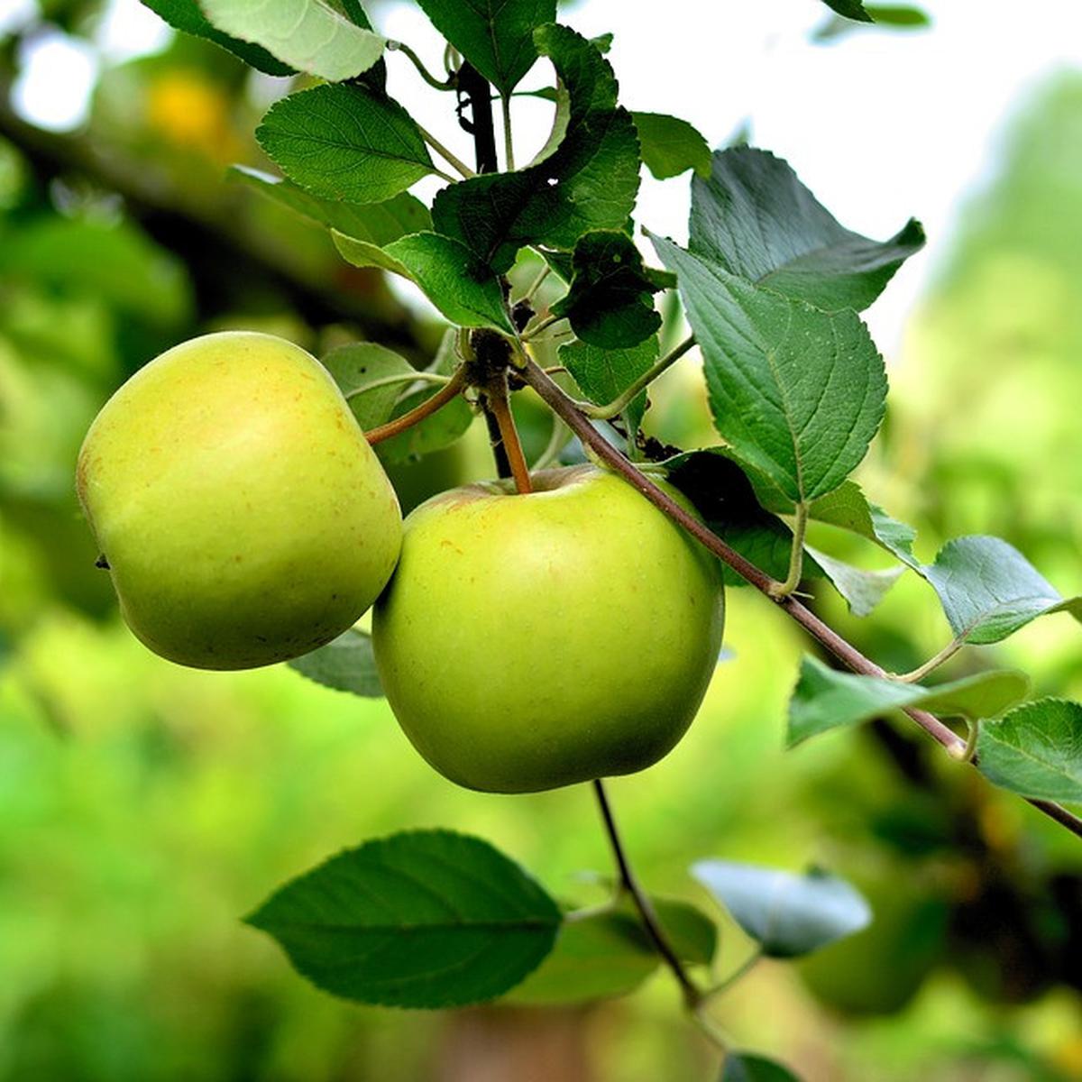 Oleh-oleh Khas Malang yang Wajib Dibawa Pulang